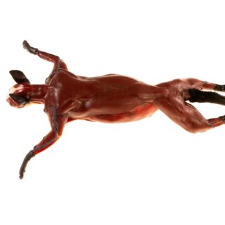 Cadáver felino - CopyCat - Syndaver: Simuladores Médicos Sintéticos de ...